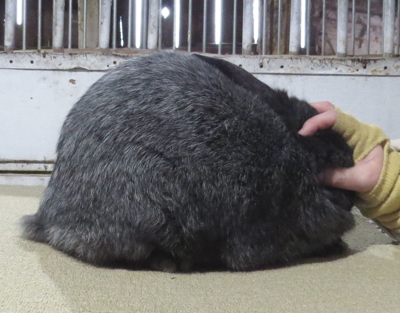 Reiter's Silver Fox Rabbits: Buck