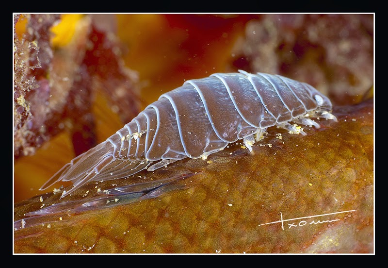 Variety of Life: Cymothoida