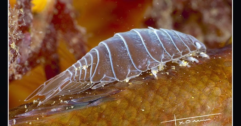 Variety of Life: Cymothoida