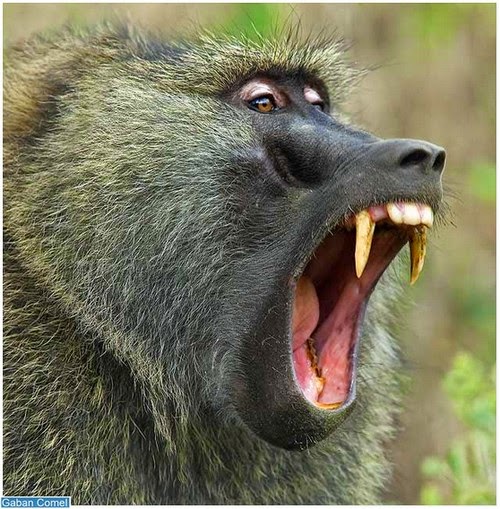 Cara Menipu Babon Untuk Ketahui Tempat Rahsia Simpanan Air. - Gaban Comel