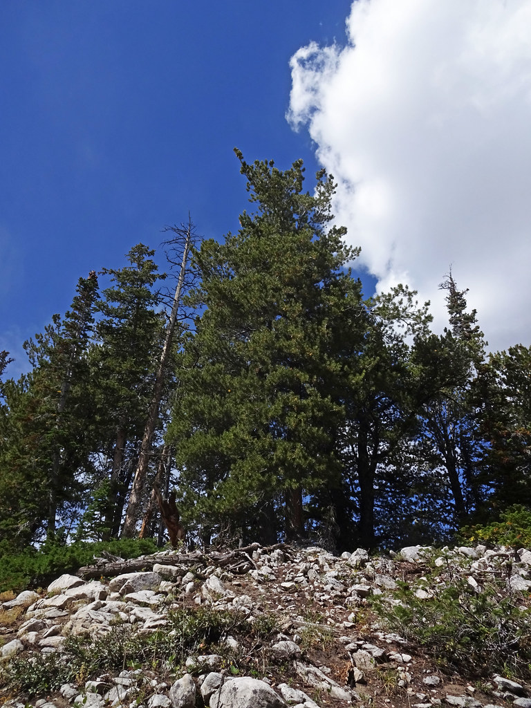 Pinus flexilis - Limber pine care and cultivation | Travaldo's blog