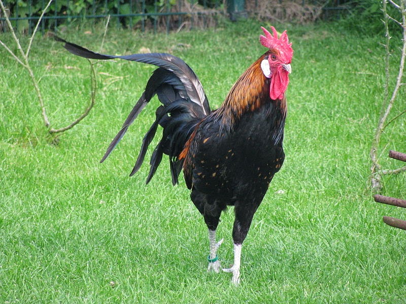 ALL CHICKEN BREEDS FROM GERMANY