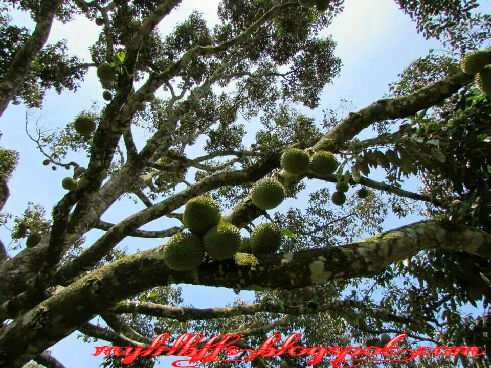 Beauty.Food.Fun.my: Raub Durian Orchard @ Raub, Pahang