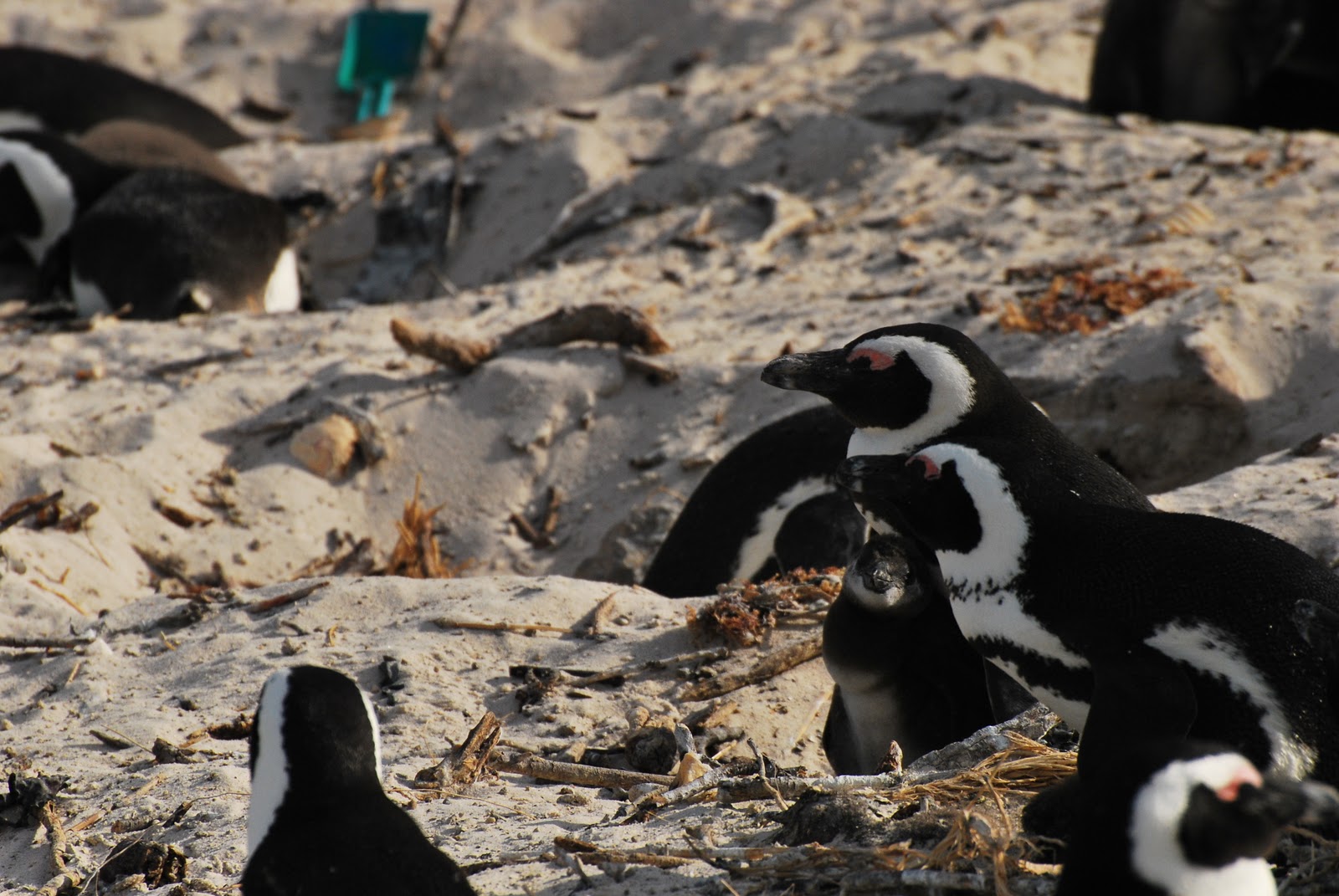 The Playing Mantis: Bucket Lists with a Travel Bug