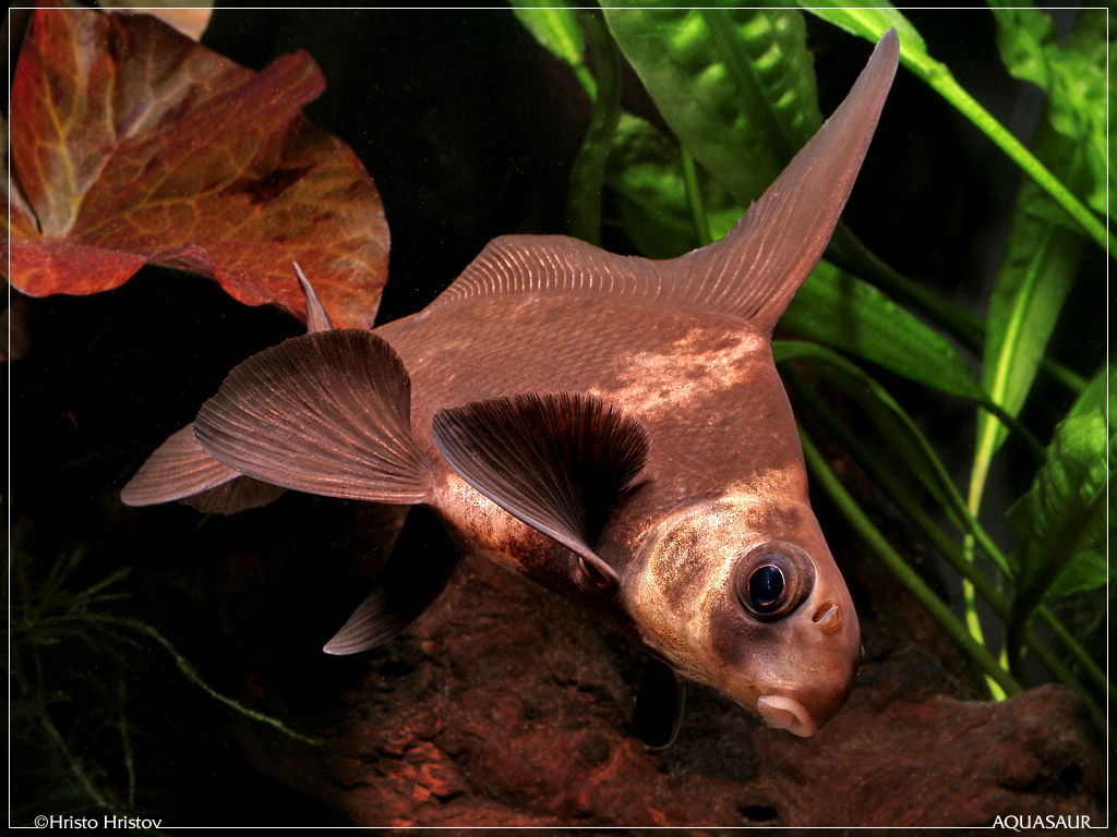 ZA FISH ACTION: Chinese High Fin Banded Shark (Myxocyprinus asiaticus ...
