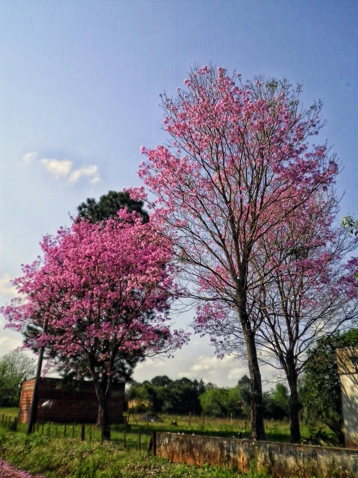 Mitos, Leyendas y Biologia: Lapacho Negro
