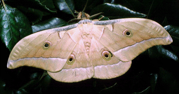 Variety of Life: Antheraea