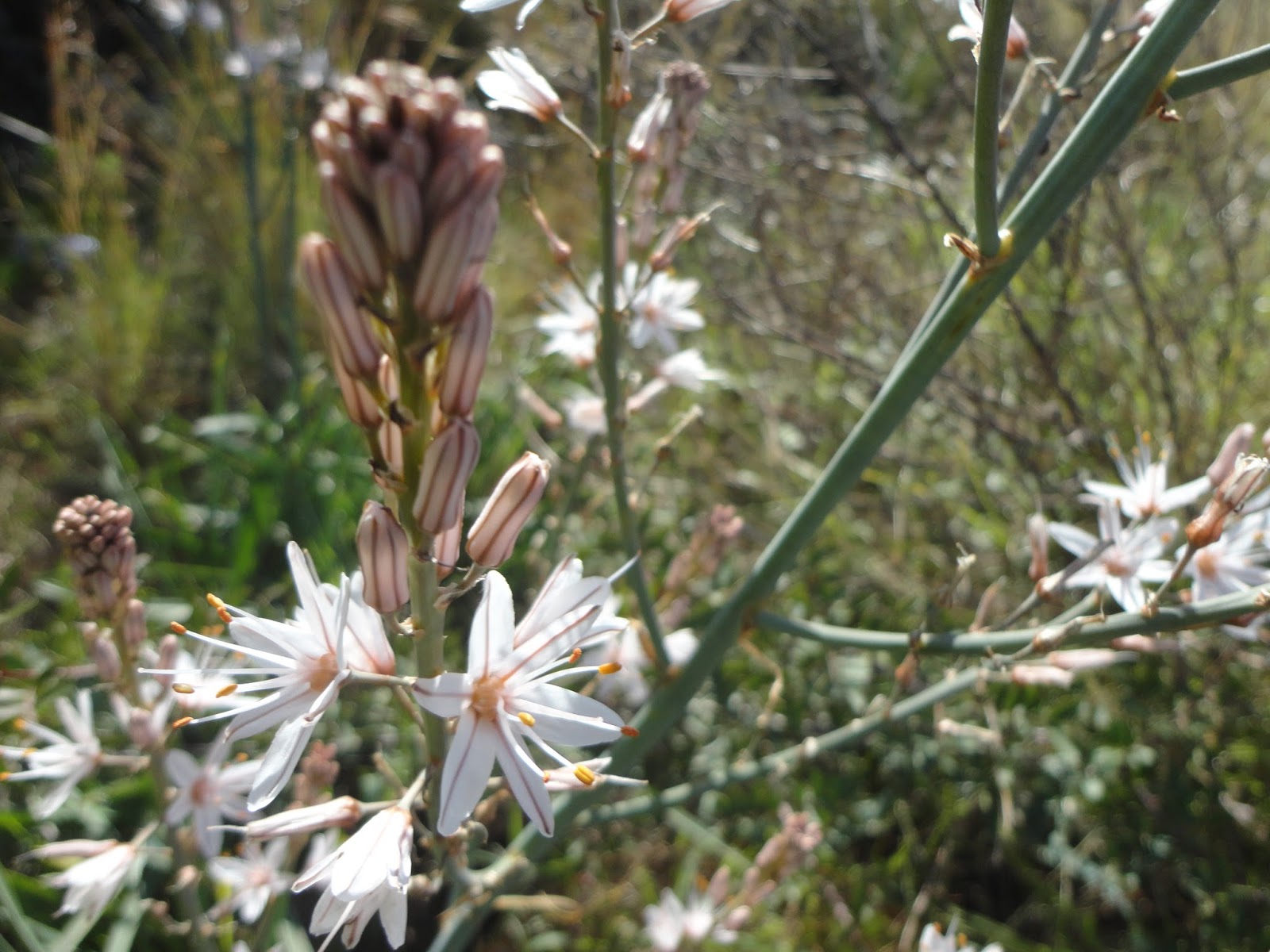 idryos: Çiriş Otu , Asphodelus , Asphodele