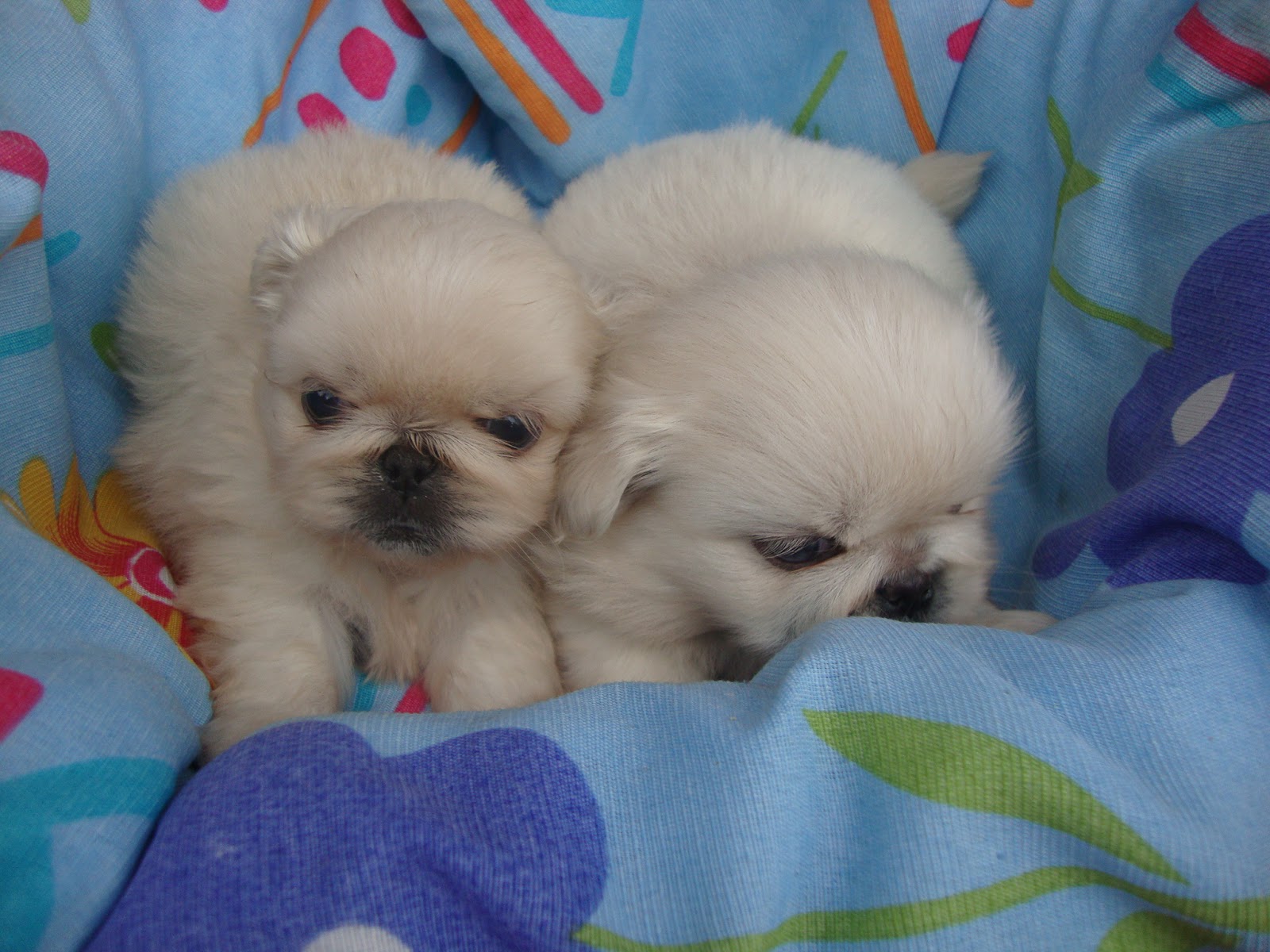 Lindos cães: Lindos Filhotes de Pequinês