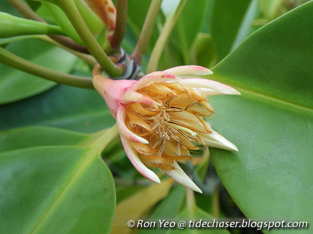 tHE tiDE cHAsER: Tumu Merah (Bruguiera gymnorhiza)