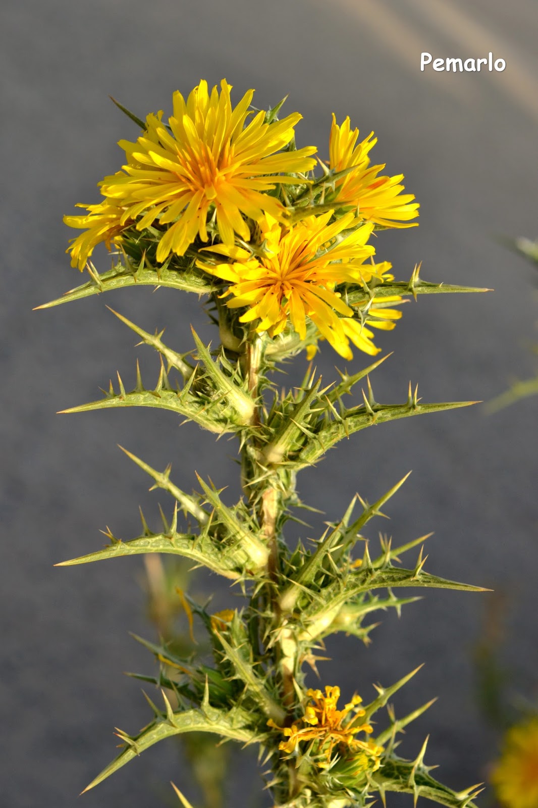 Plantas de Murcia: SCOLYMUS HISPANICUS (Tagarnina o Cardillo) EN EL ...