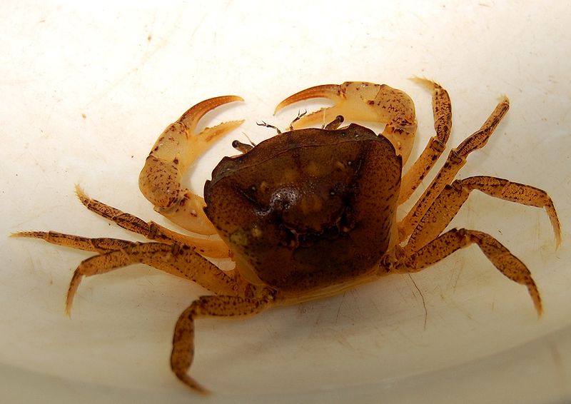 Kepiting hidup di mana