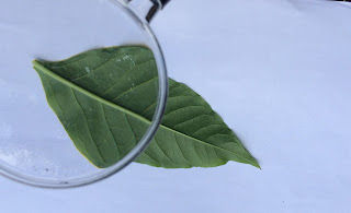 The Helpful Art Teacher: Drawing magnified leaves: Finding the details