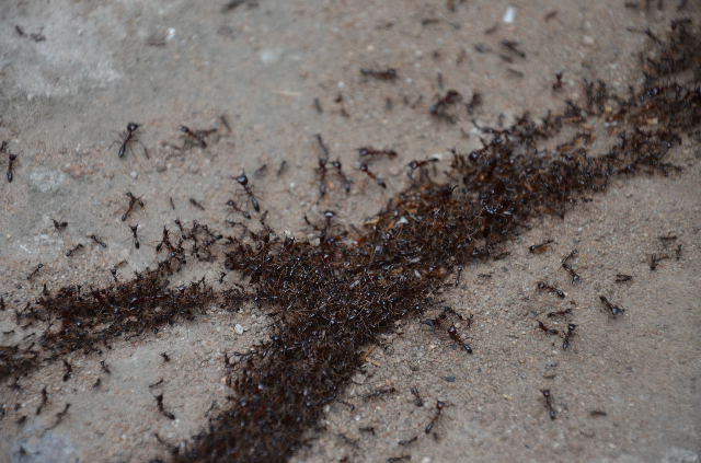 Brinds2Tanzania: Siafu