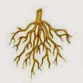 Penggolongan Tumbuhan ~ MIPA SD