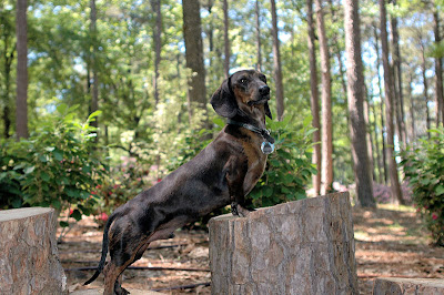 The Long and Short of it All: A Dachshund Dog News Magazine: A ...