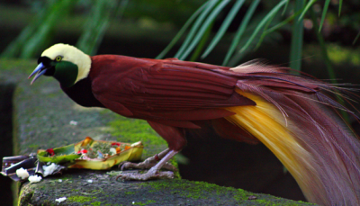 Pasari in lume: Pasărea Paradisului din Bali Pasărea Paradisului este ...