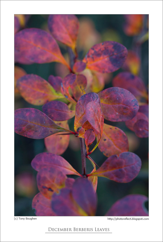 PhotoReflect: Copper coloured leaves
