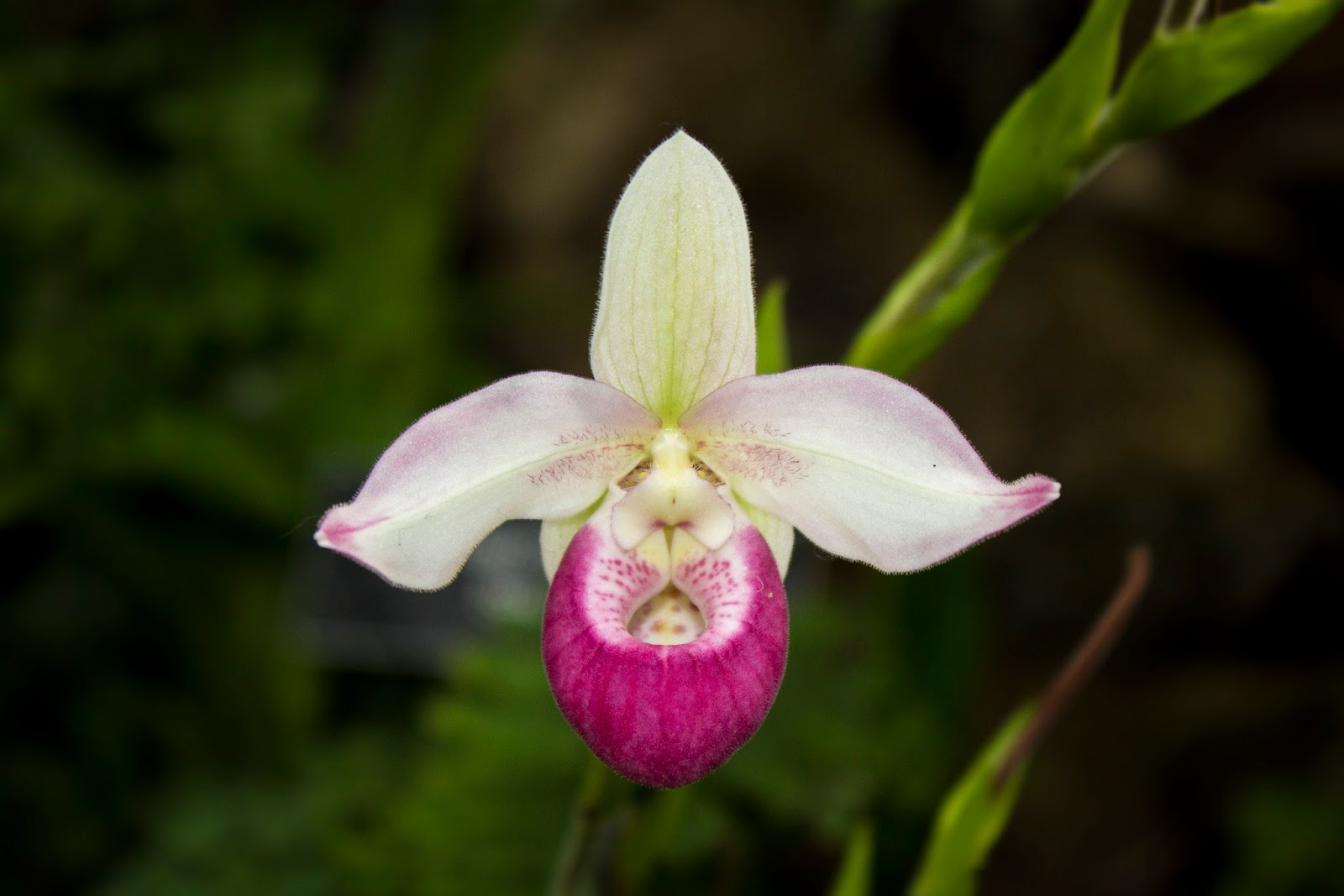 Maria's Orchids: Orchids from the DC Botanic Garden--all about the ...