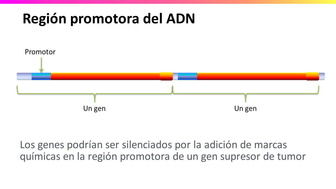 6.6 - Epigenetica y Nutrigenómica | Nutrición y estilo de vida ...