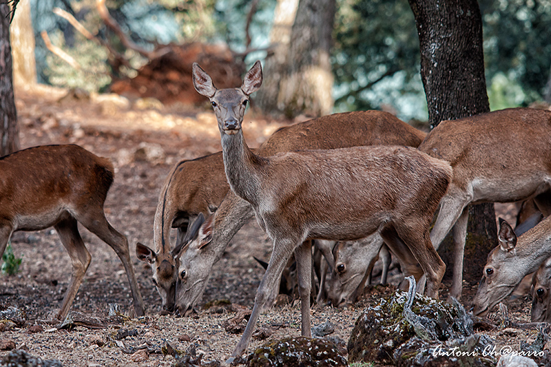 Solsones en Imagenes: Ciervos.Hembras con crias.Sierra de Cazorla, Jaen