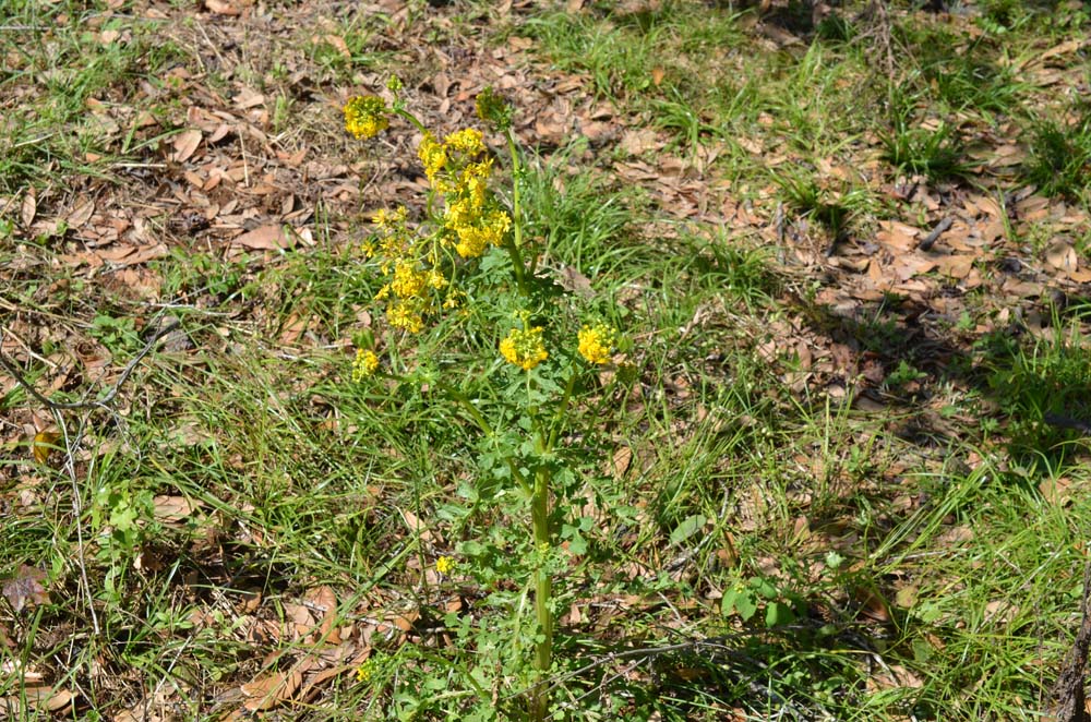 Space Coast Wildflowers: March 2013