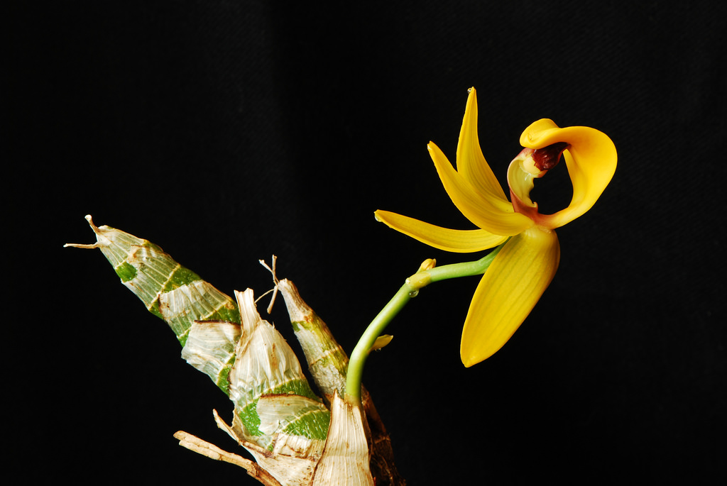 Mormodes rolfeana care and culture | Travaldo's blog