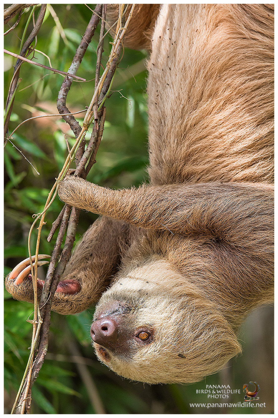 Featured species: Hoffmann's Two-toed Sloth (Choloepus hoffmanni)