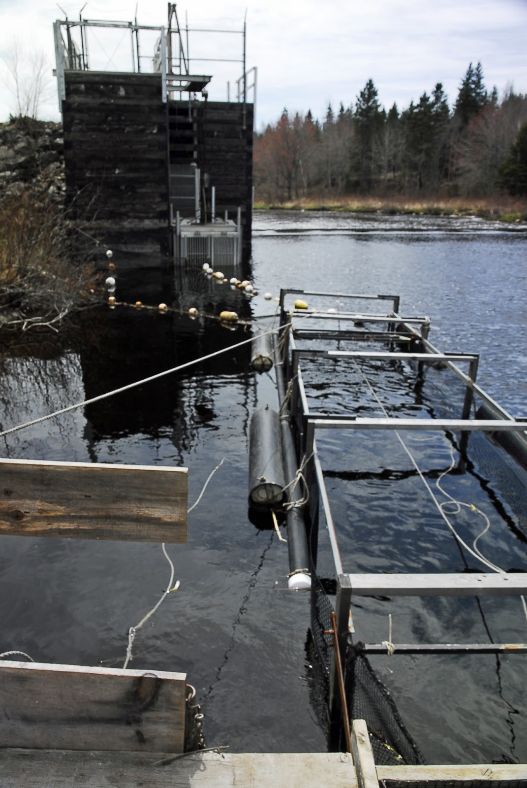 Trekking For Adventure and Fun: Harvesting Alewives - Narraguagus River ...