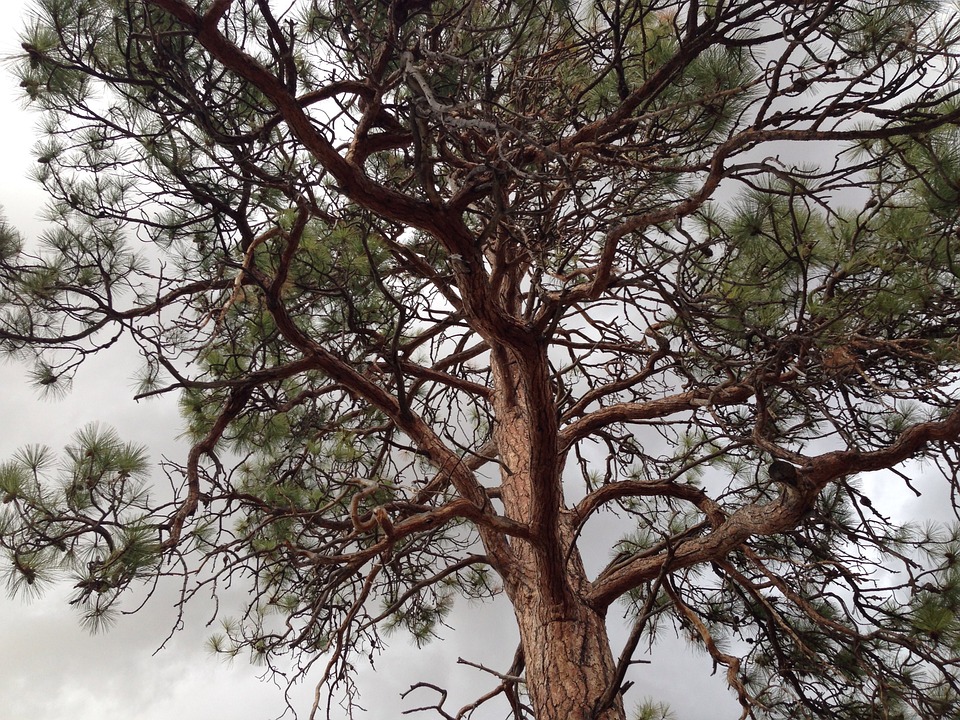 Stories from the Wigwam: Medicinal Monday - the Majestic Ponderosa Pine