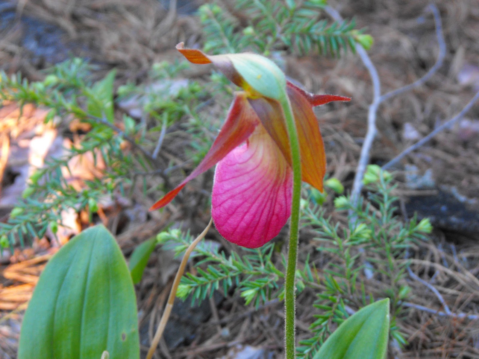 northernbliss: TESTICLE PLANTS