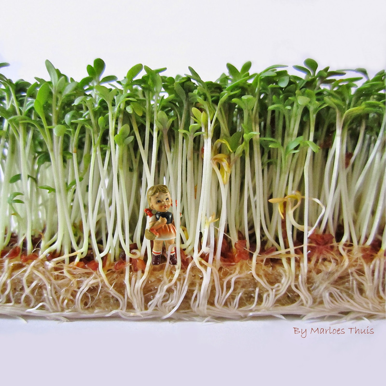 By Marloes Thuis: Tuinkers, een geliefd kruid