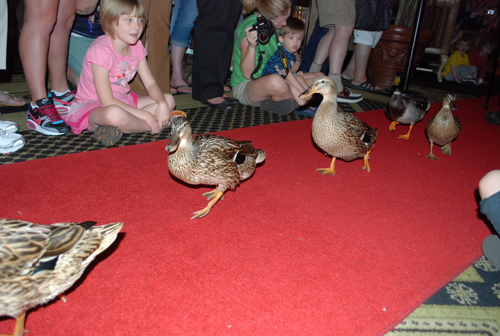 Margaret Montet: Walking with the Ducks at the Peabody Hotel in Memphis