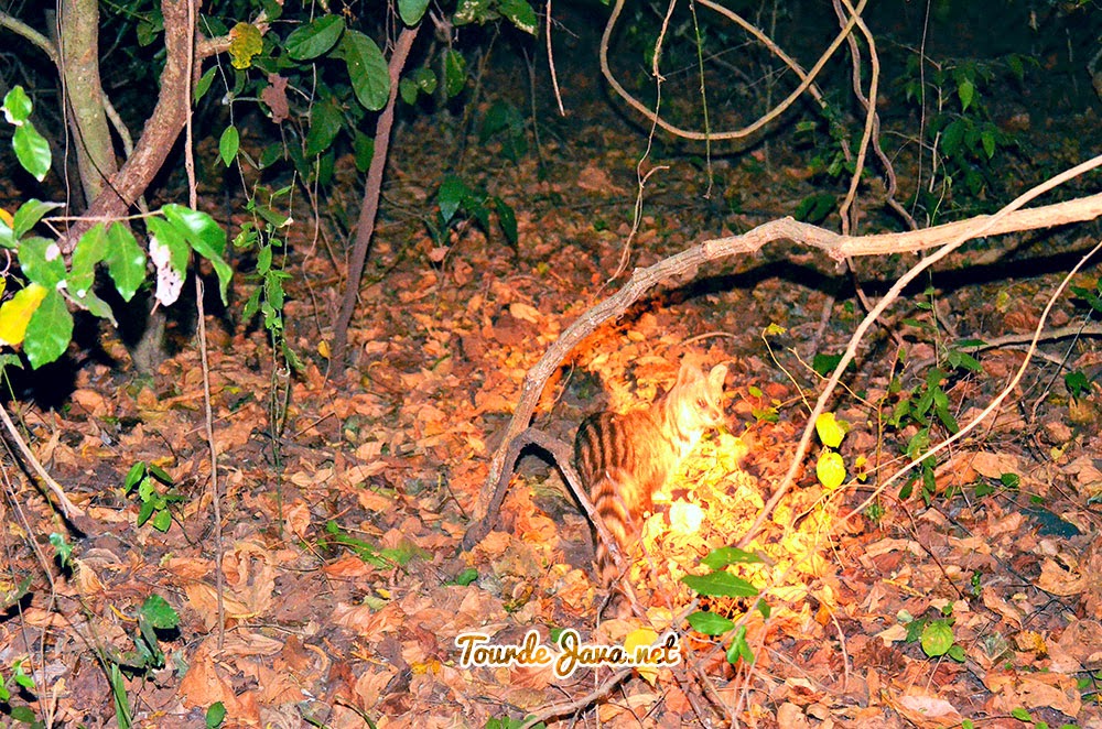 Memburu Predator di Evergreen Forest Baluran | Wisata Pulau Jawa