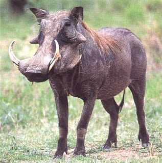 Mundo Animal: Javali