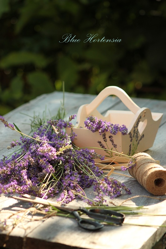 Blue Hortensia: Lavanda za uživanje svim čulima..