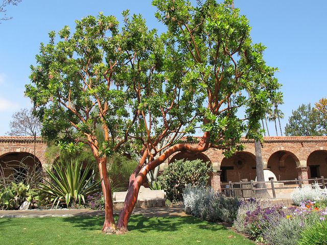 HOW TO GROW ARBUTUS UNEDO |The Garden of Eaden