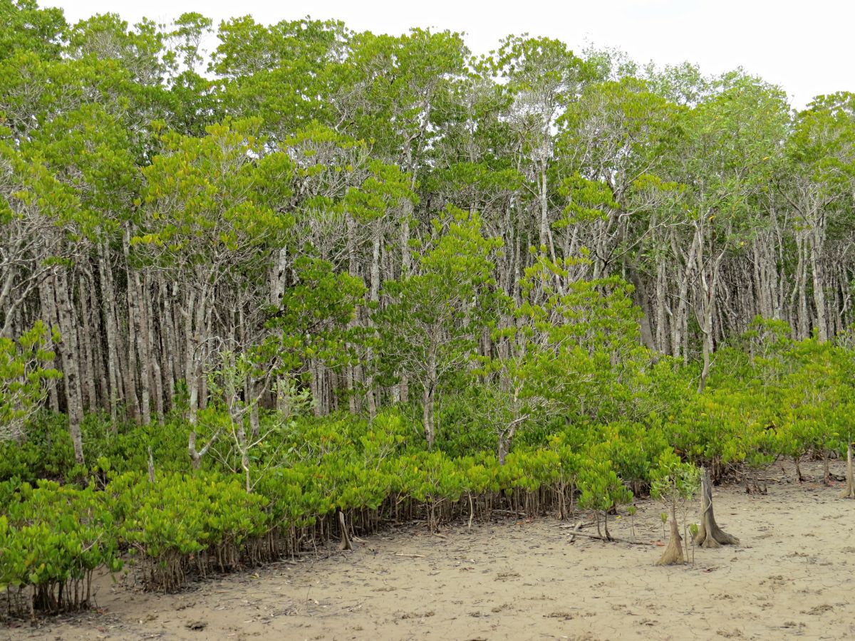 Queensland Coast: Australia's Spurred Mangroves (Ceriops sp.)