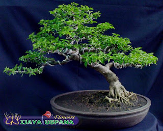 South Sumatera Bonsai: 100 Jenis Tanaman Asli Indonesia yang bisa di Bonsai