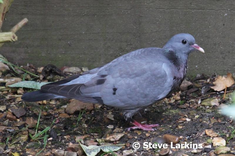 Greenham Birding: June 2012