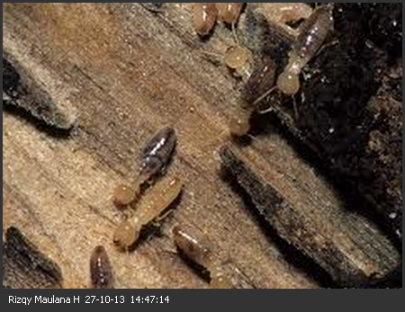 Fakta Unik Tentang Rayap (bahan introspeksi) | Cara Hidup