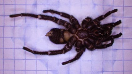 La Melonera: Tarantulas en el Maigmó: Amblyocarenum walckenaeri (Lucas ...