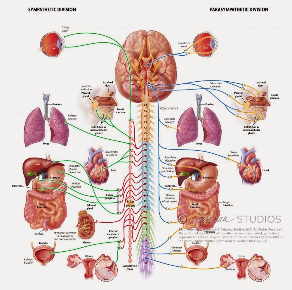 Anatomi Tubuh Manusia Mengetahui Sistem Dan Struktur Tubuh Manusia - Riset