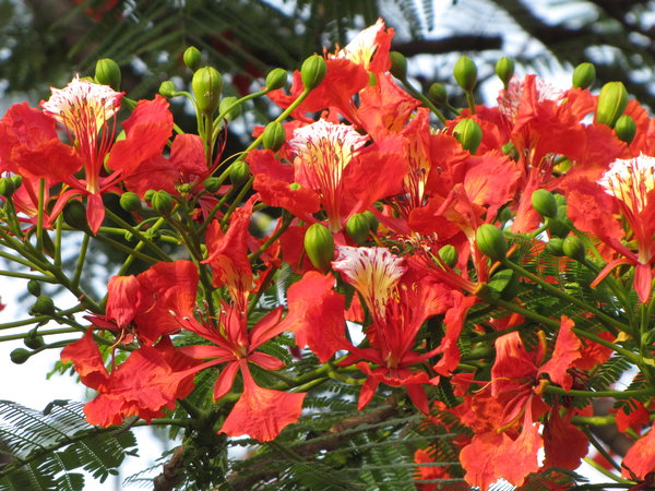 Kolar Gold Fields - NOSTALGIA: MAY FLOWERS IN KGF