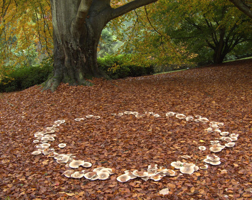 TYWKIWDBI ("Tai-Wiki-Widbee"): "Fairy circles" in the Namibian desert ...
