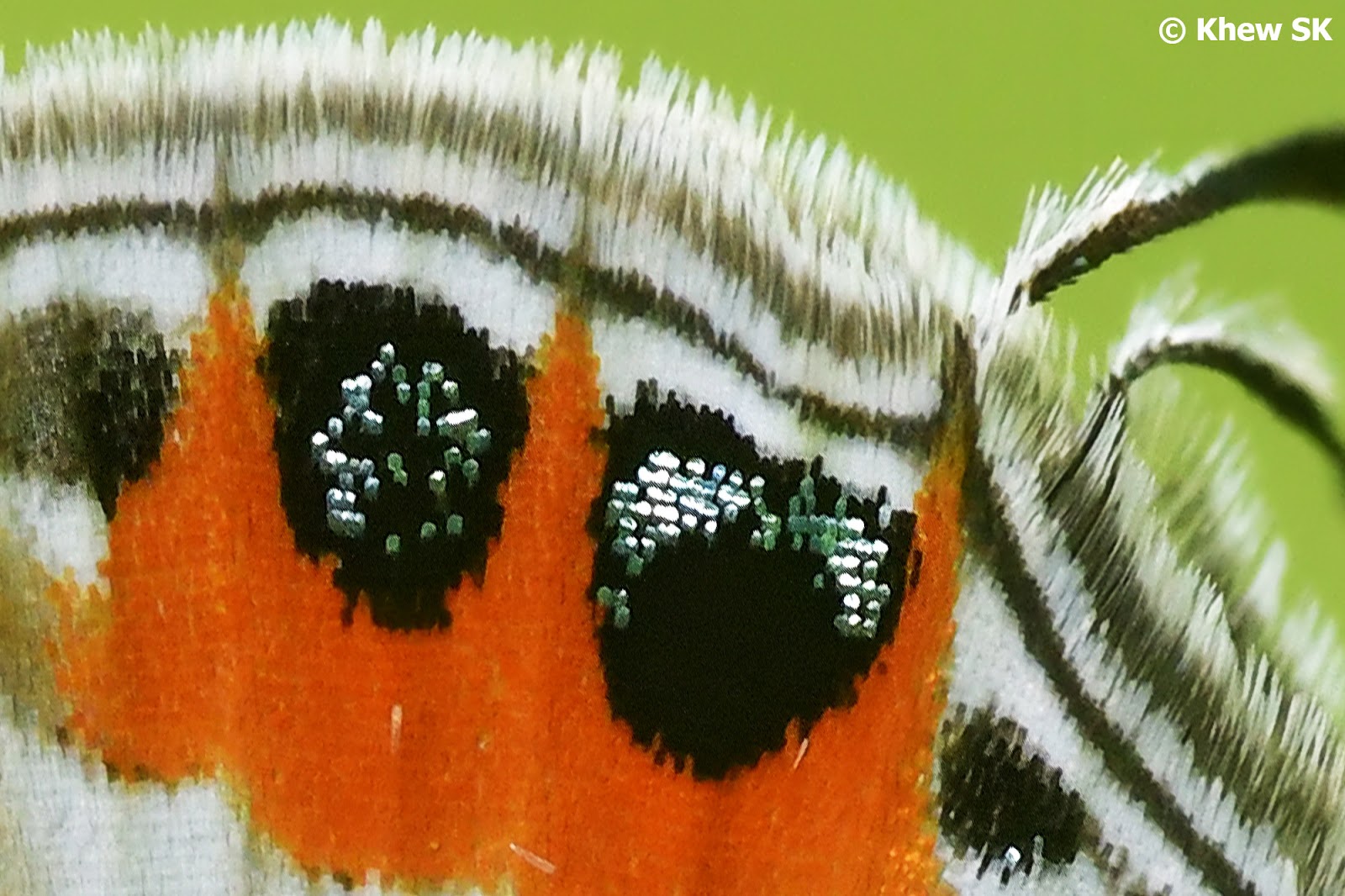 Butterflies of Singapore: Butterfly Eyespots