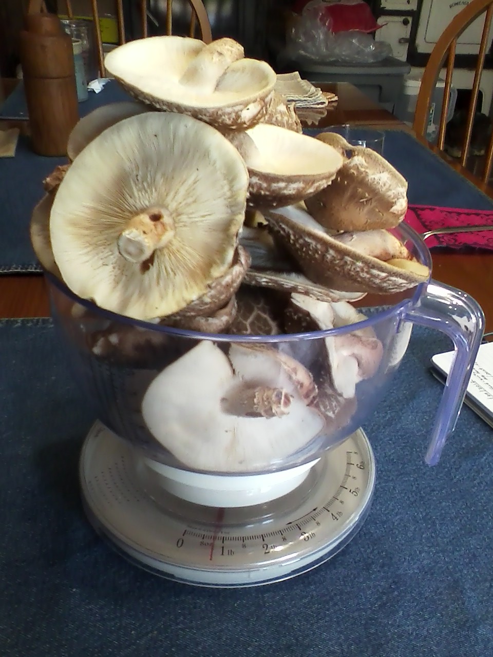 Wings of Dawn Farm: Shiitake!
