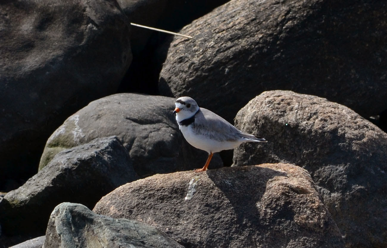 Woods Walks and Wildlife: A Piping Plover Pair!