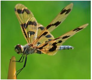 Berbagi Info: FAKTA UNIK CAPUNG