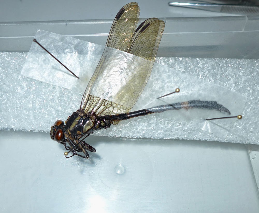 Vietnam Insect: How to access the male genitalia of a dragonfly specimen?